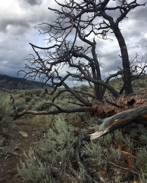 How To Spot A Dying Tree In Your Garden | Fairoaks Tree Services