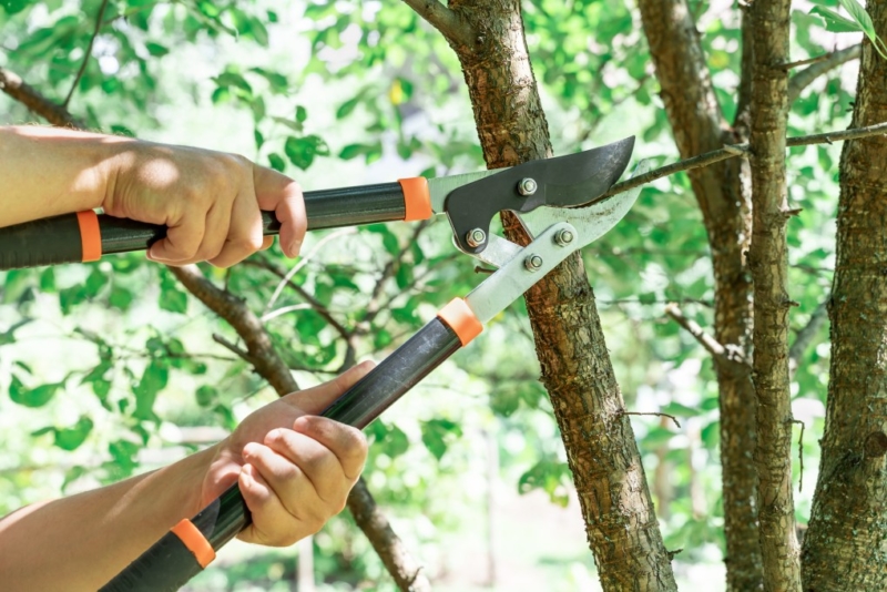 4 Reasons Tree Pollarding Is Important | Fairoaks Trees