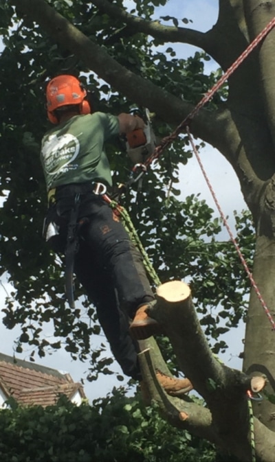 Tree care guides - Top tips for working on trees with a TPO applied