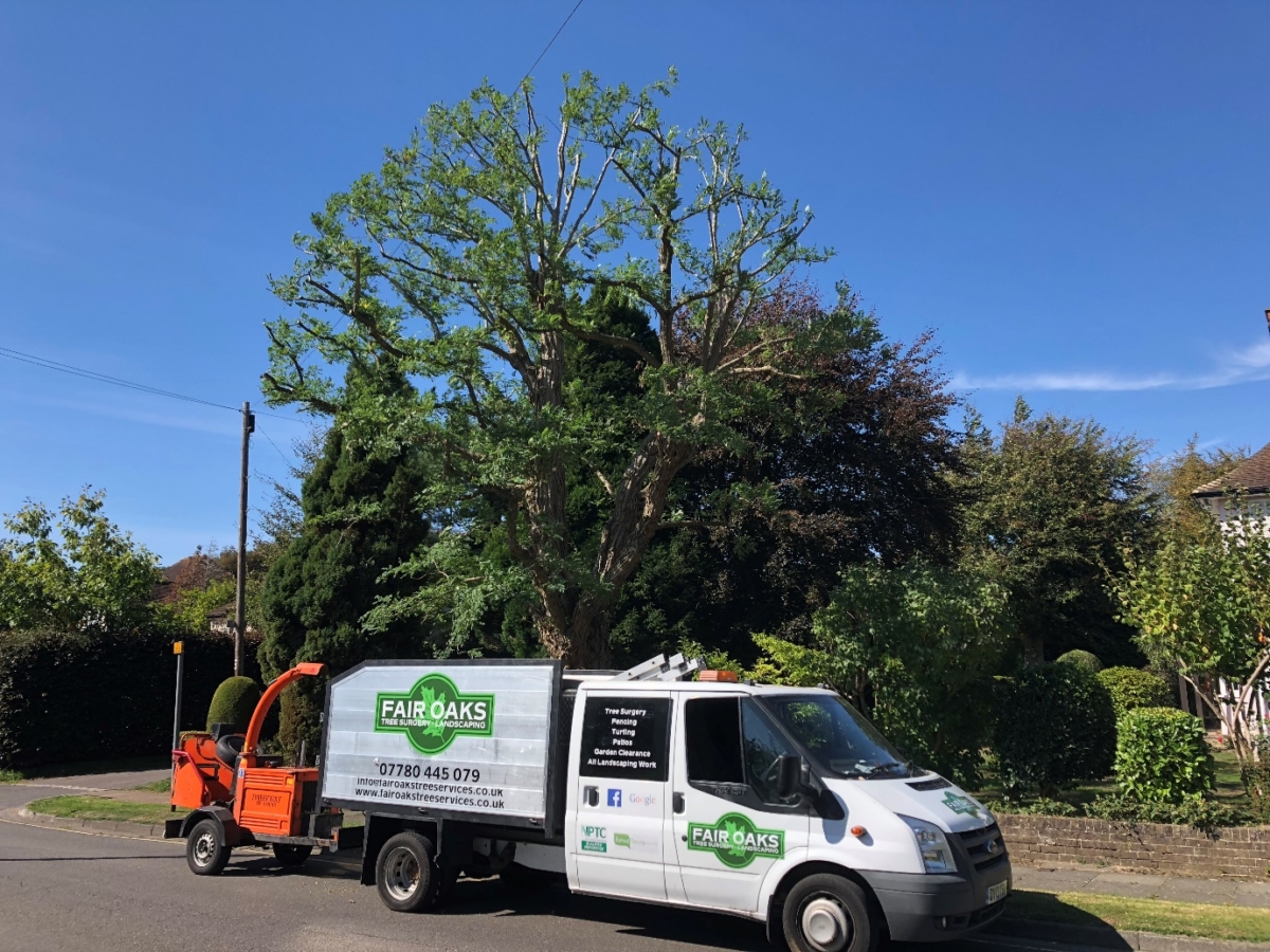 Crown Reduction in Kingswood - Fair Oaks Tree Services