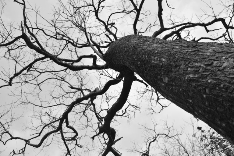 Tree felling disputes - Your guide on how to solve them